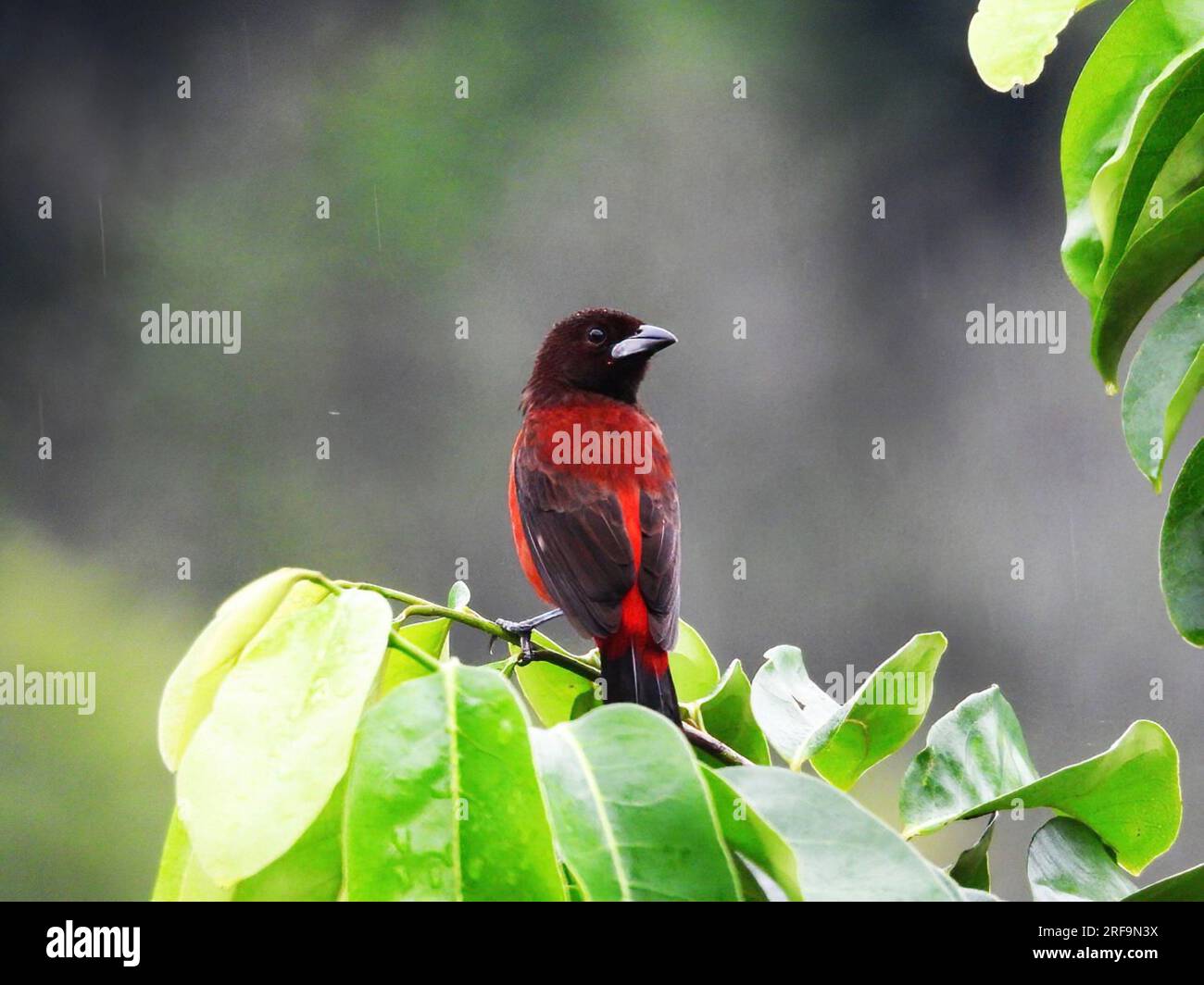 Crimson central hi-res stock photography and images - Alamy