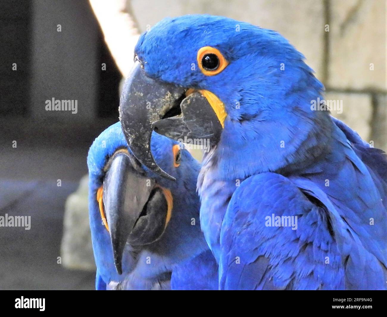 Hyacinth macaw pictures hi-res stock photography and images - Alamy