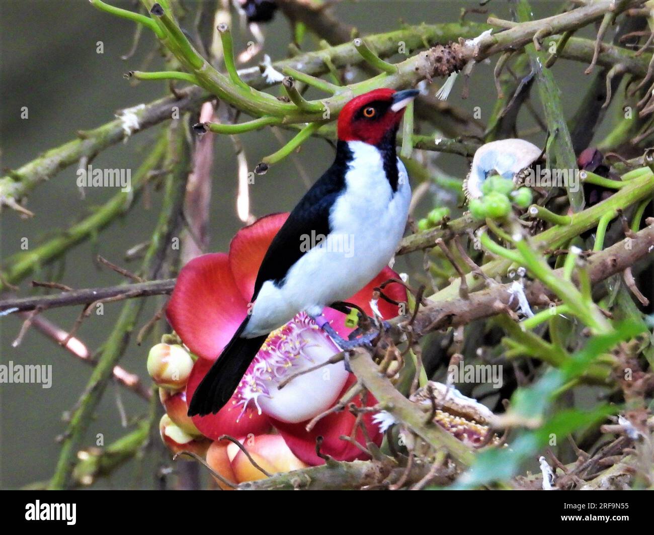 Red cardinal birds hi-res stock photography and images - Alamy