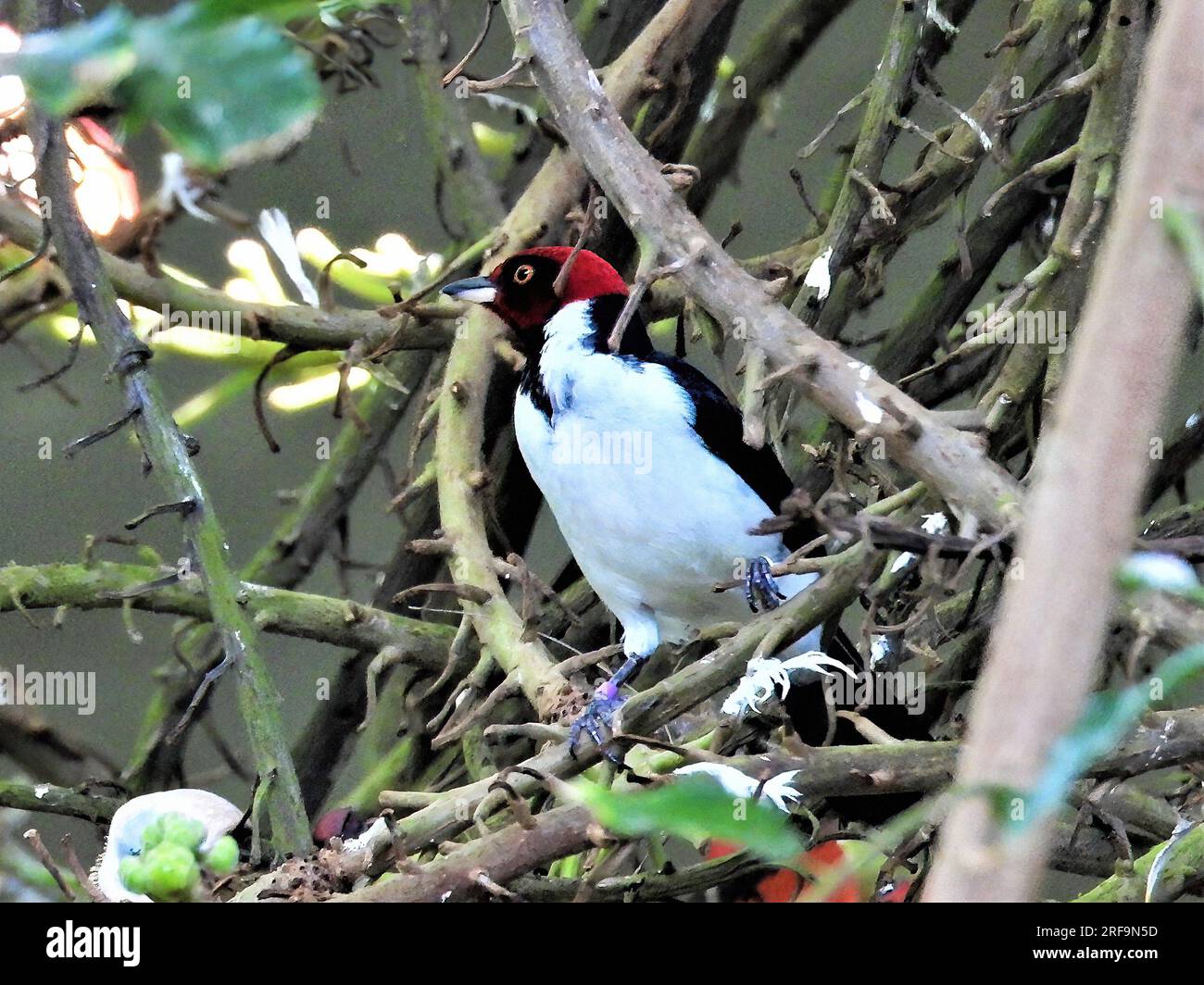 Red cardinal birds hi-res stock photography and images - Alamy