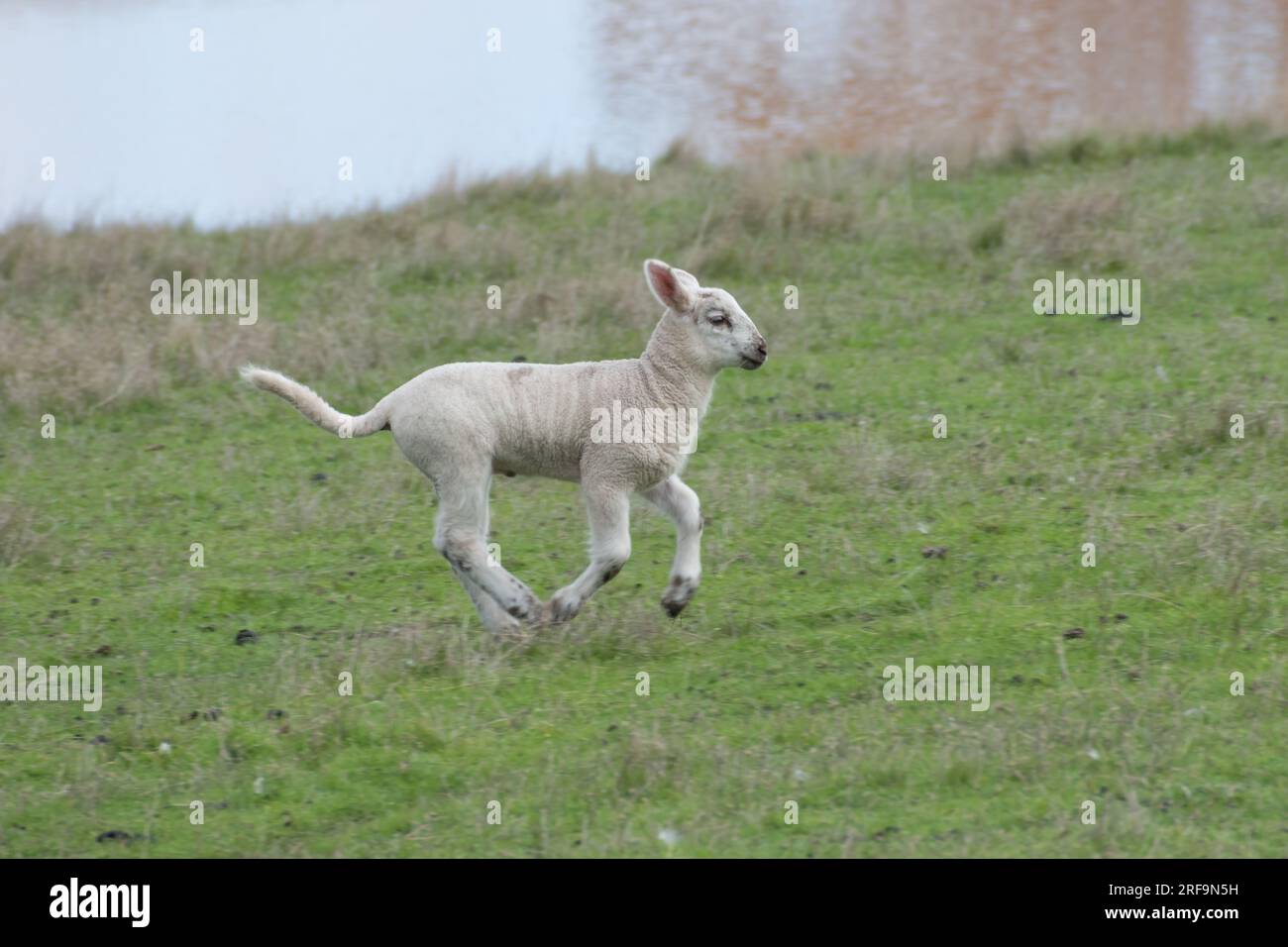 Innocent scenery hi-res stock photography and images - Alamy
