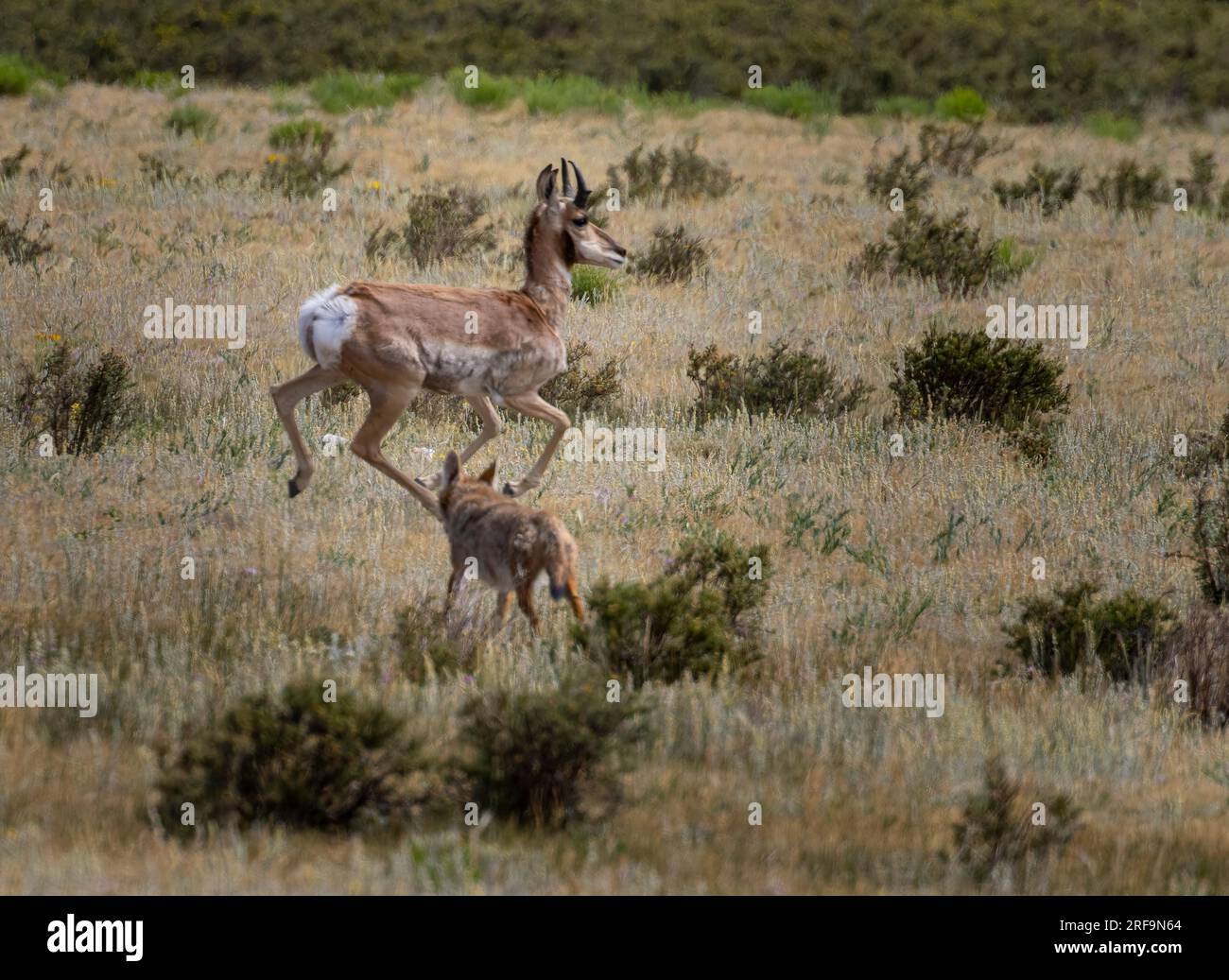 Pronghorn Antelope in Park County Colorado being chased by a coyote ...