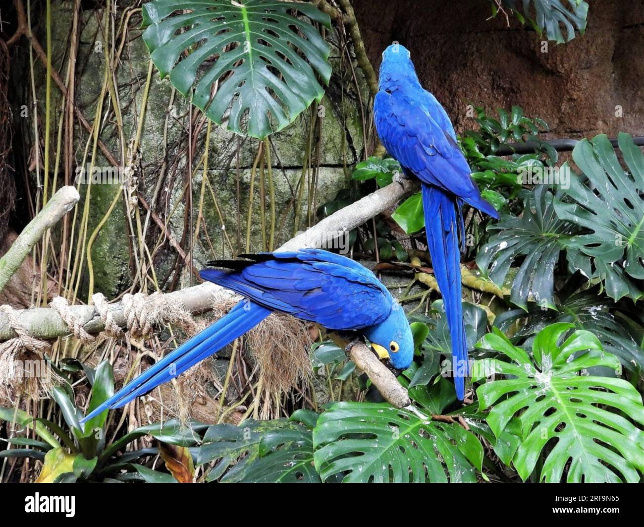 Macaw pictures hi-res stock photography and images - Alamy
