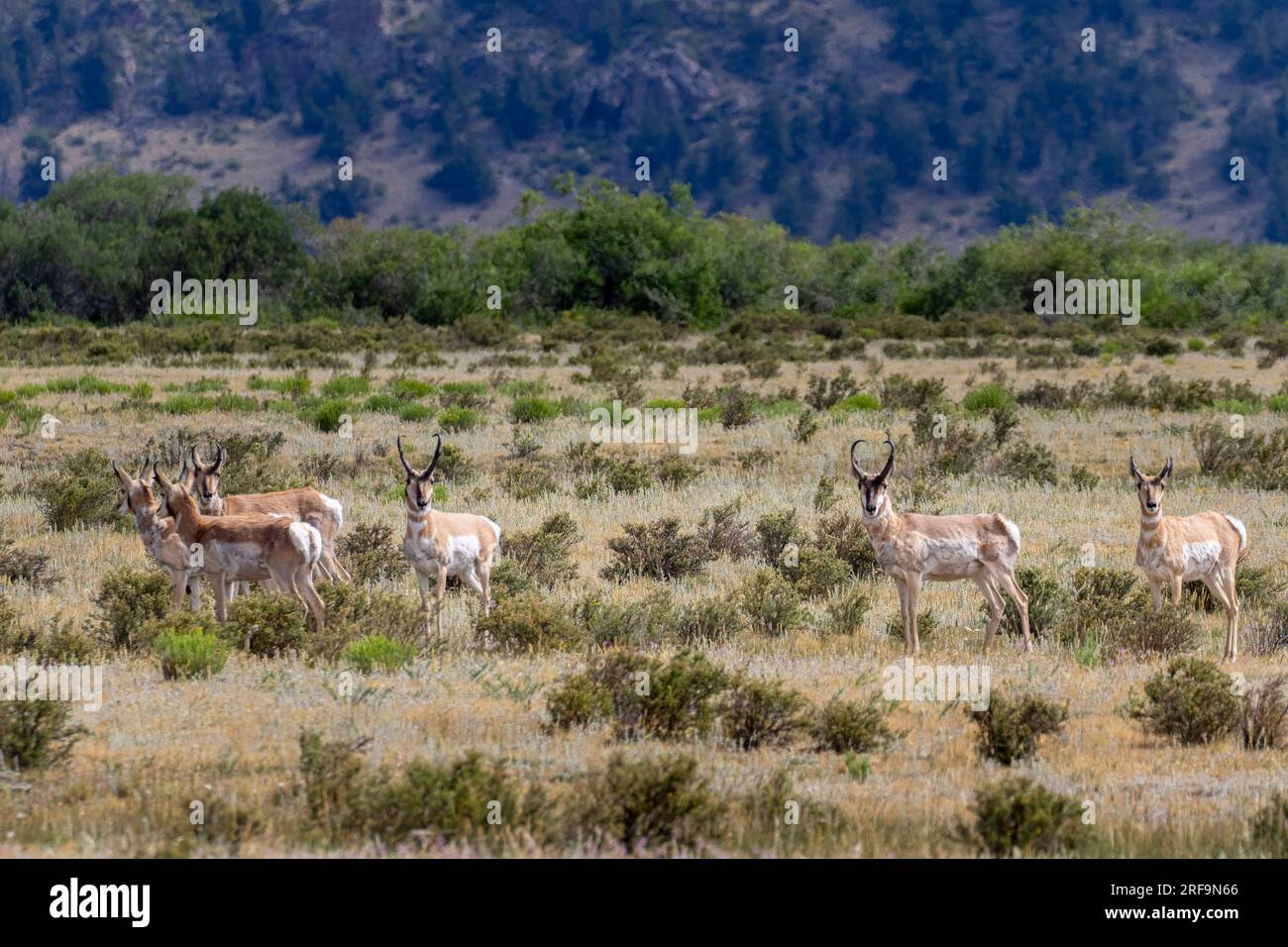 Pronghorn Antelope in Park County Colorado Stock Photo - Alamy