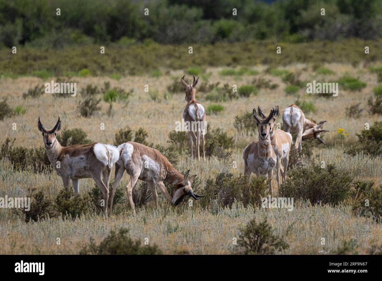 Pronghorn antelope standing hi-res stock photography and images - Alamy