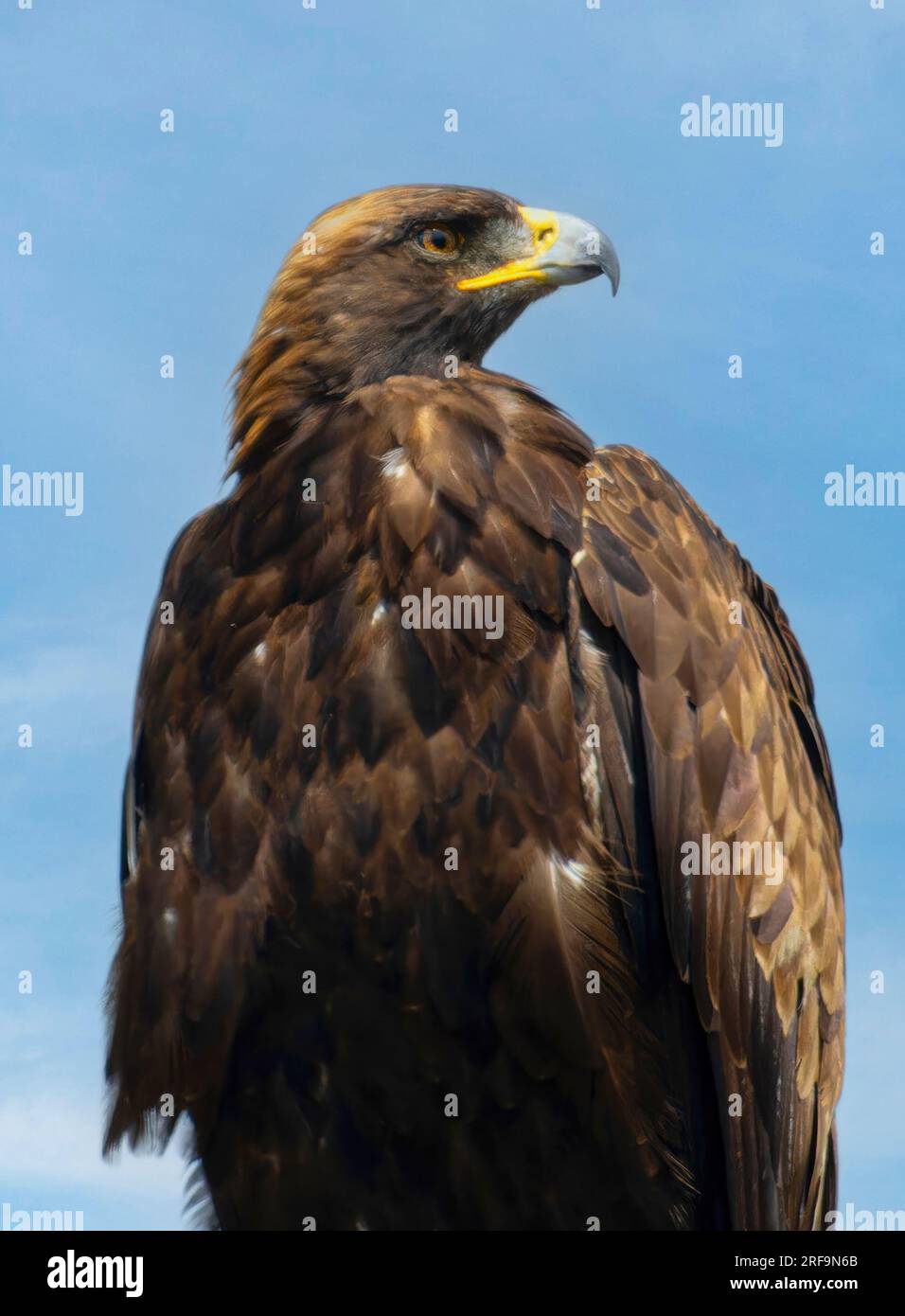 Golden Eagle on Tarryall Road Stock Photo - Alamy