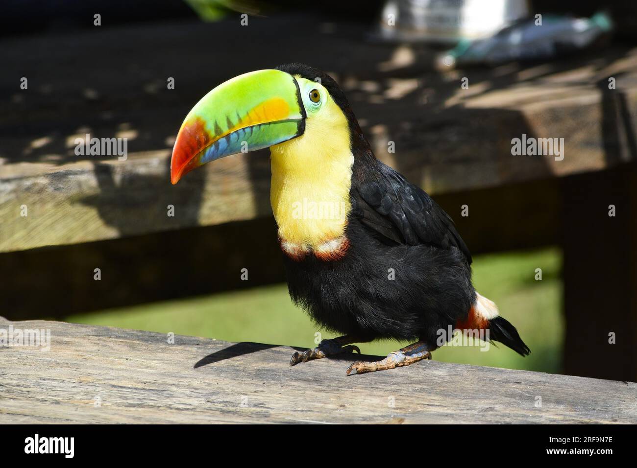 Toucan photos hi-res stock photography and images - Alamy
