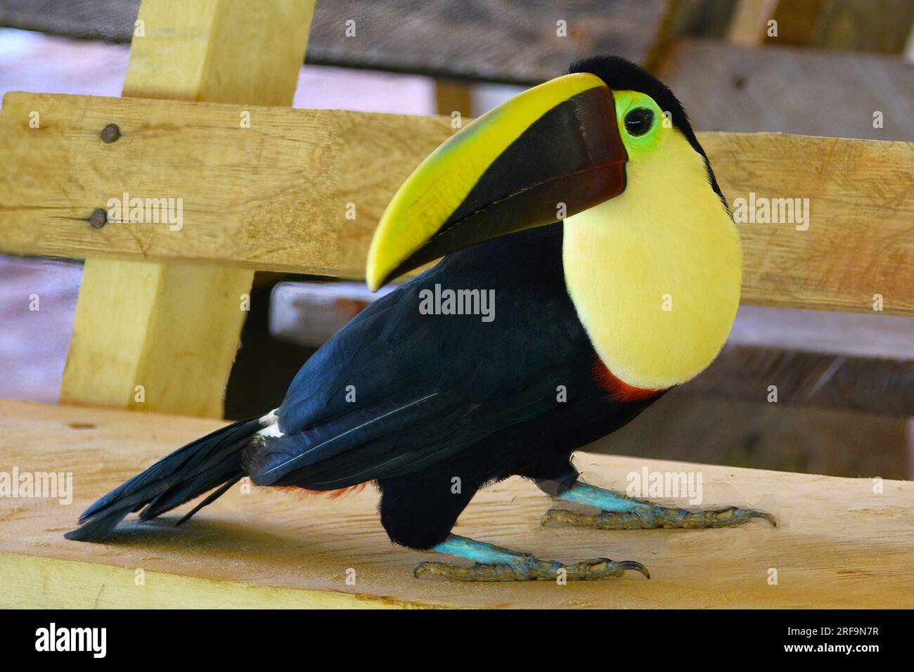 Chestnut mandibled toucans hi-res stock photography and images - Alamy