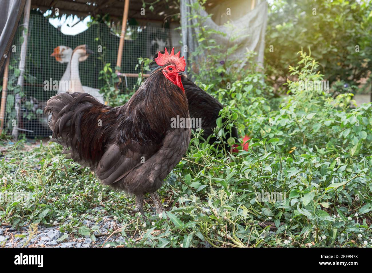 Free range organic chickens poultry in country of Thailand. Blue ...