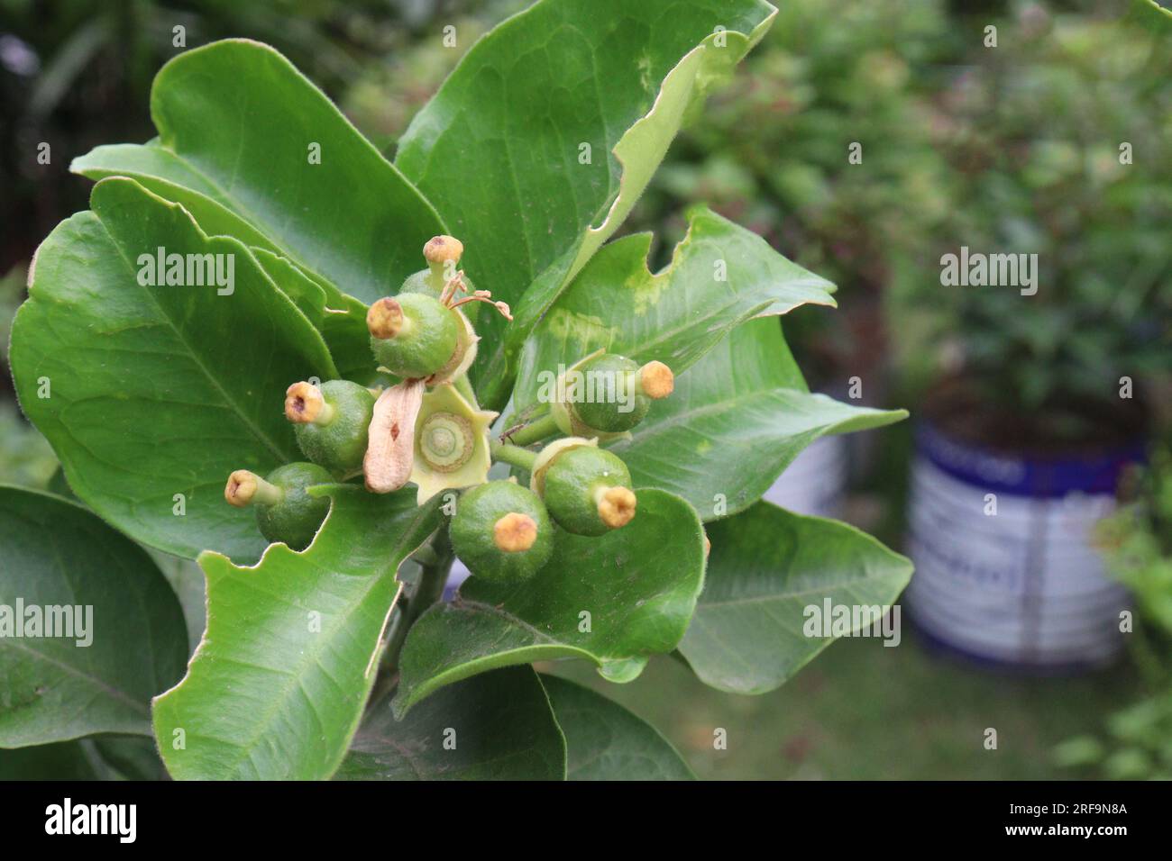 Guava Tree Grafted on pot in farm for harvest are cash crops Stock ...