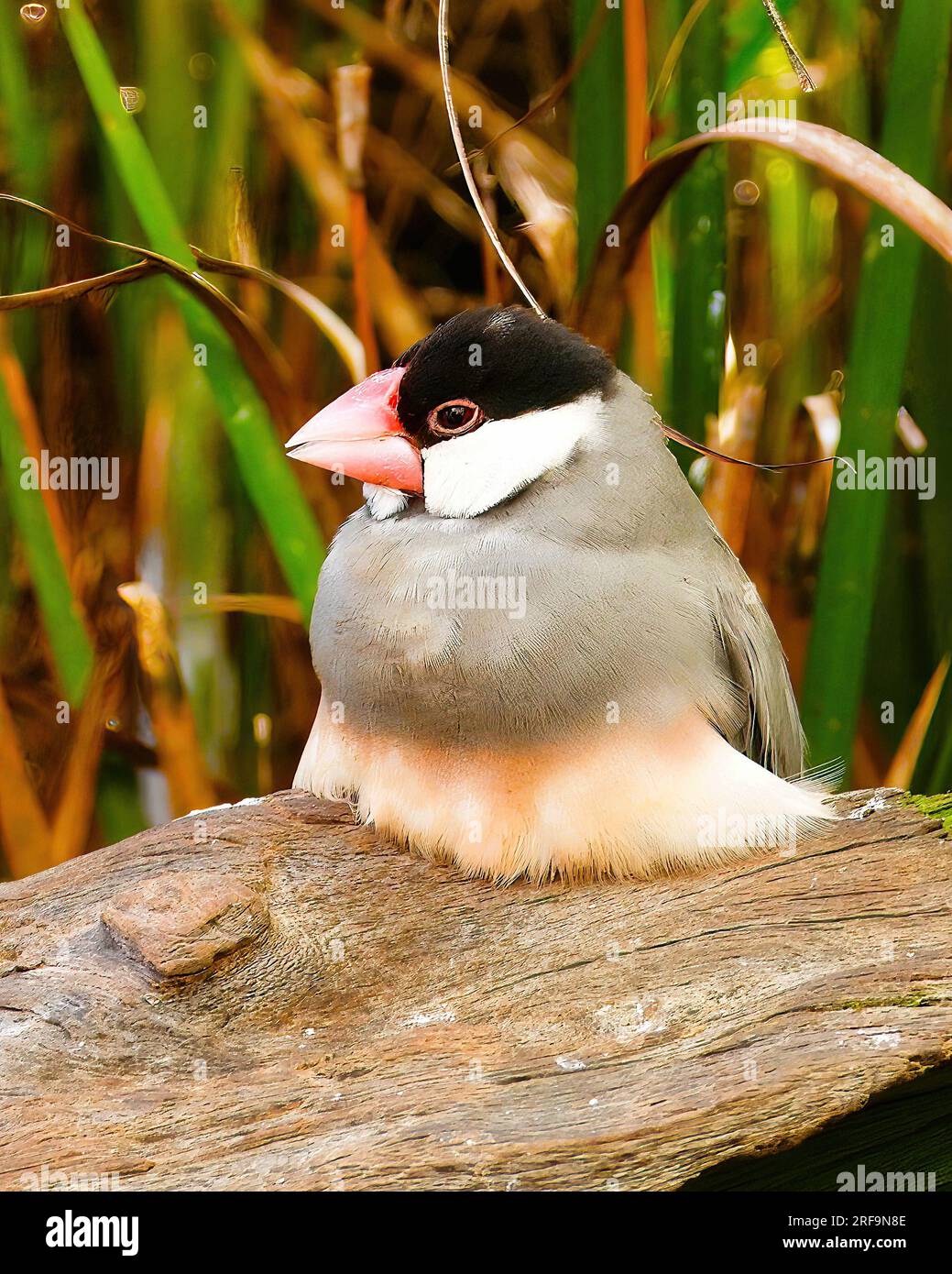Birds of java hi-res stock photography and images - Alamy