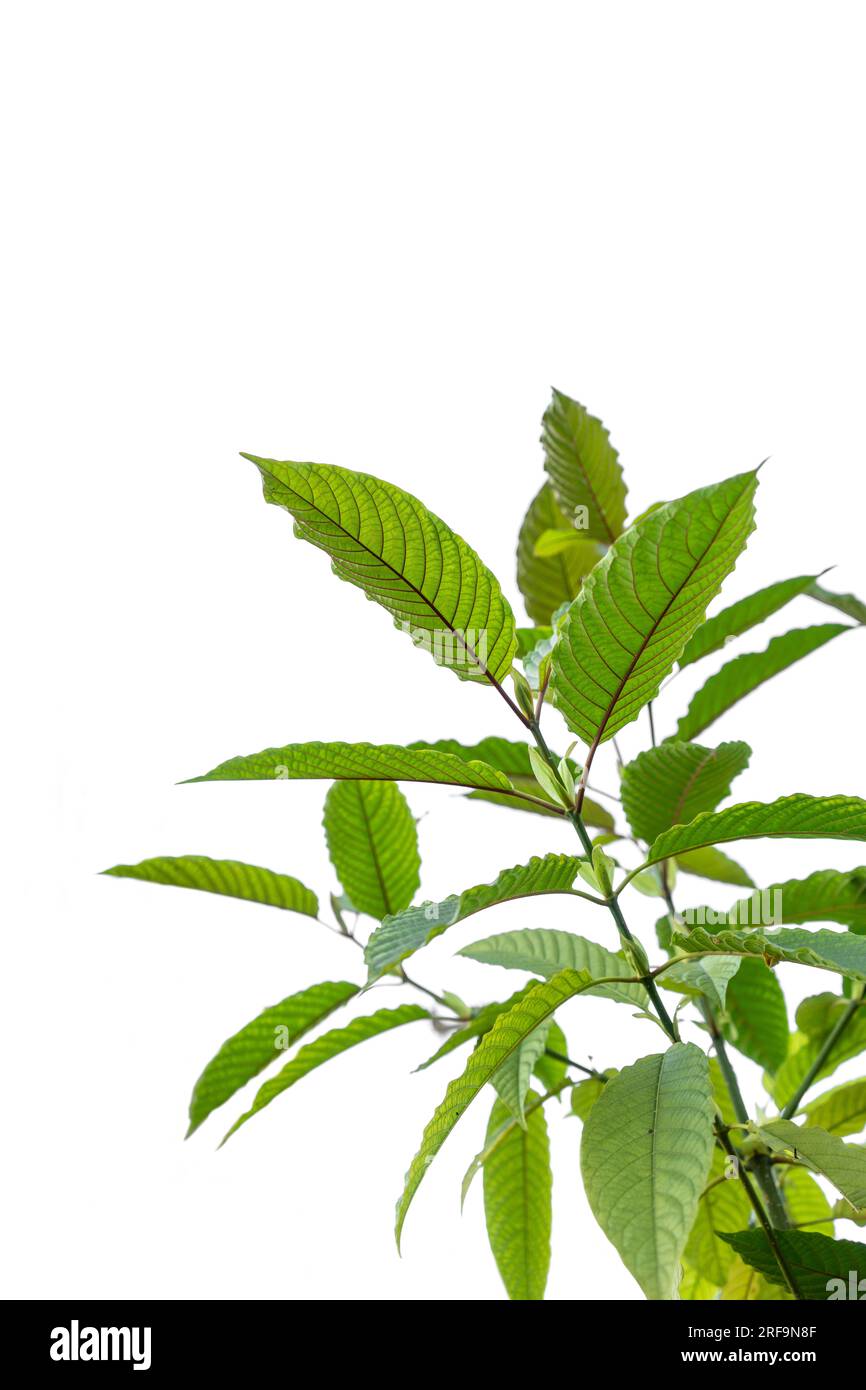 View from below of Seedlings of Red Vein Kratom Tree isolated on white ...