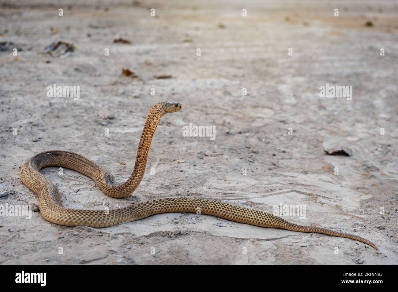 Venomous snake dangerous. Pregnant female golden Equatorial spitting cobra (Naja sumatrana) with ...