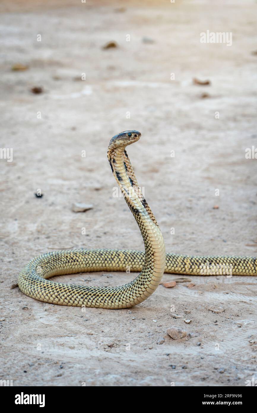 Equatorial spitting cobra naja sumatrana hi-res stock photography and images - Alamy