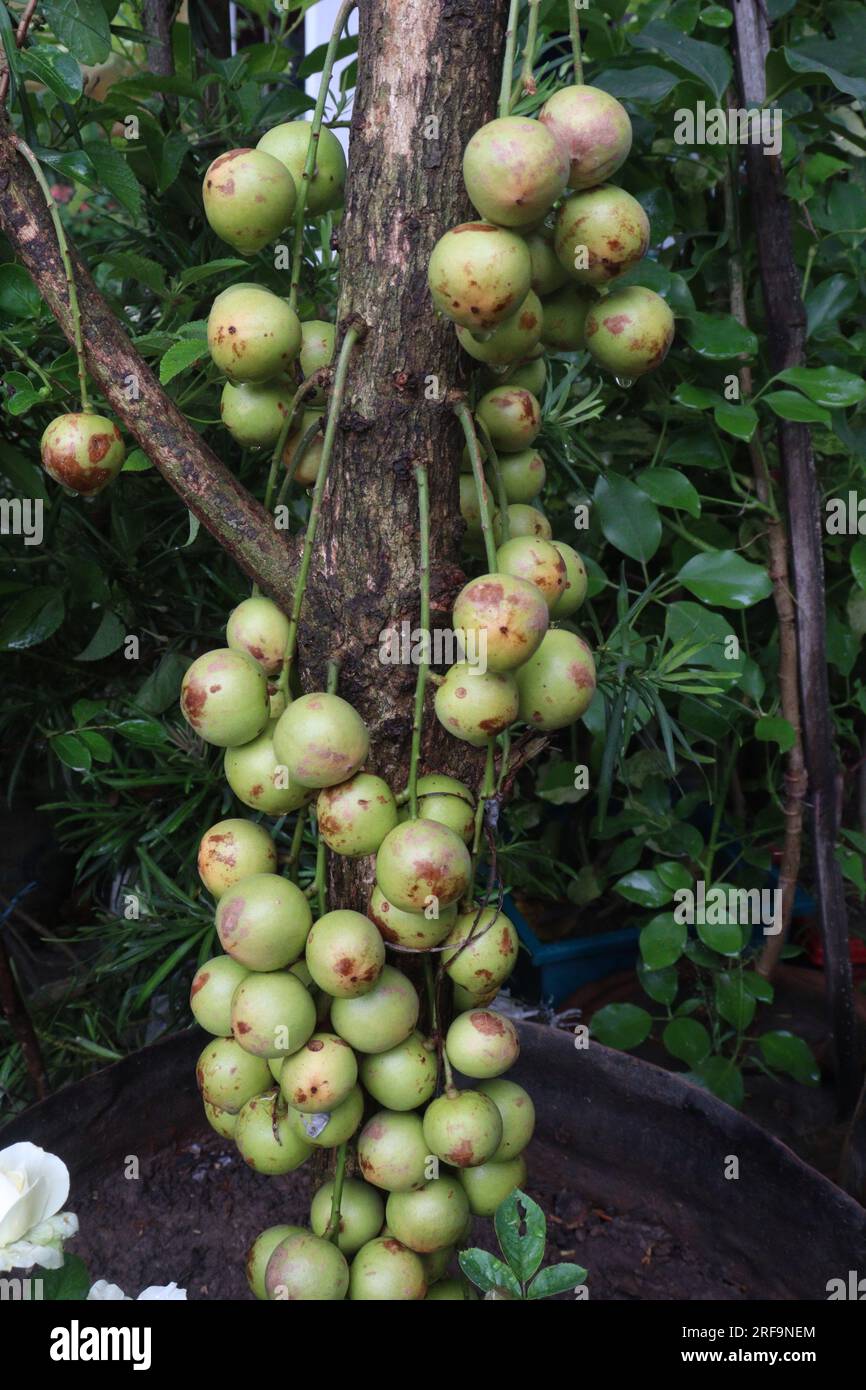taste and healthy Baccaurea motleyana fruit on tree in farm for harvest ...