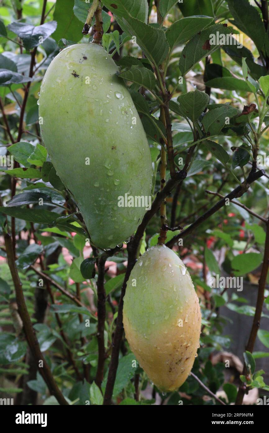 Red ivory mango hi-res stock photography and images - Alamy