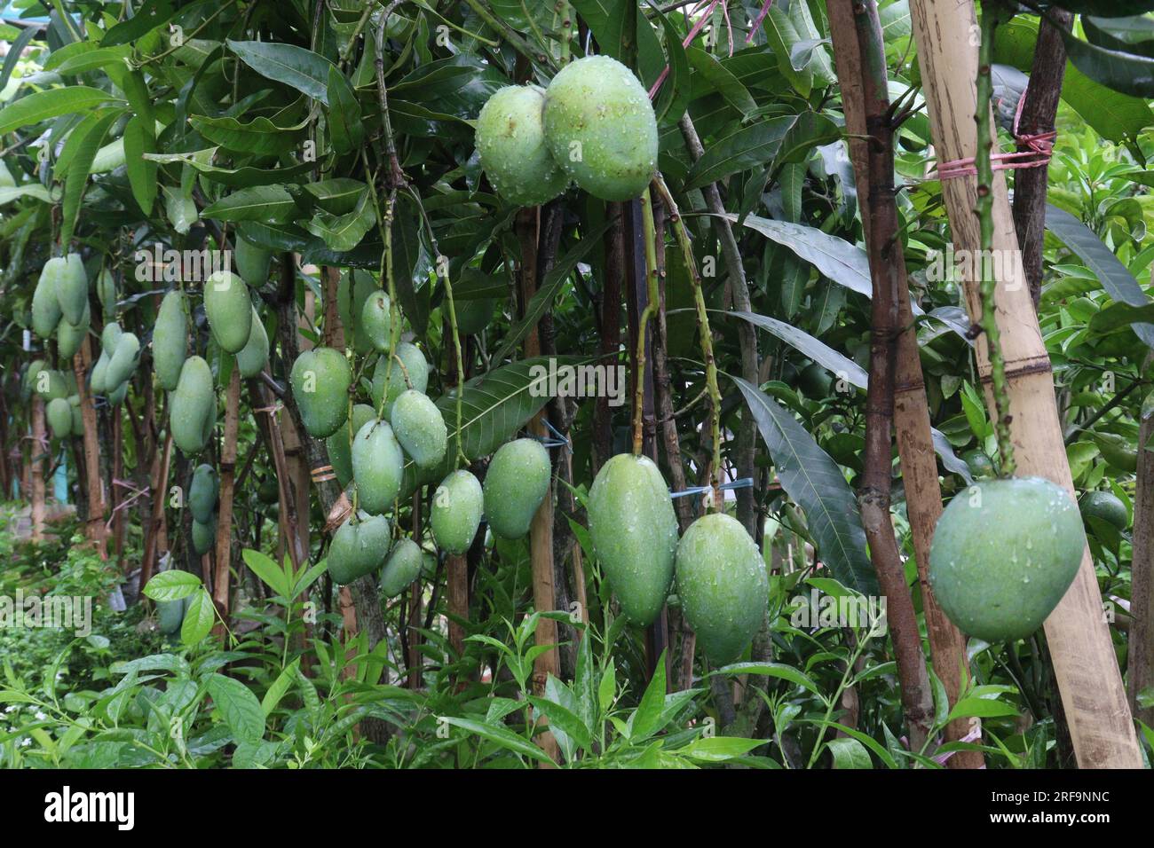 Red ivory mango hi-res stock photography and images - Alamy