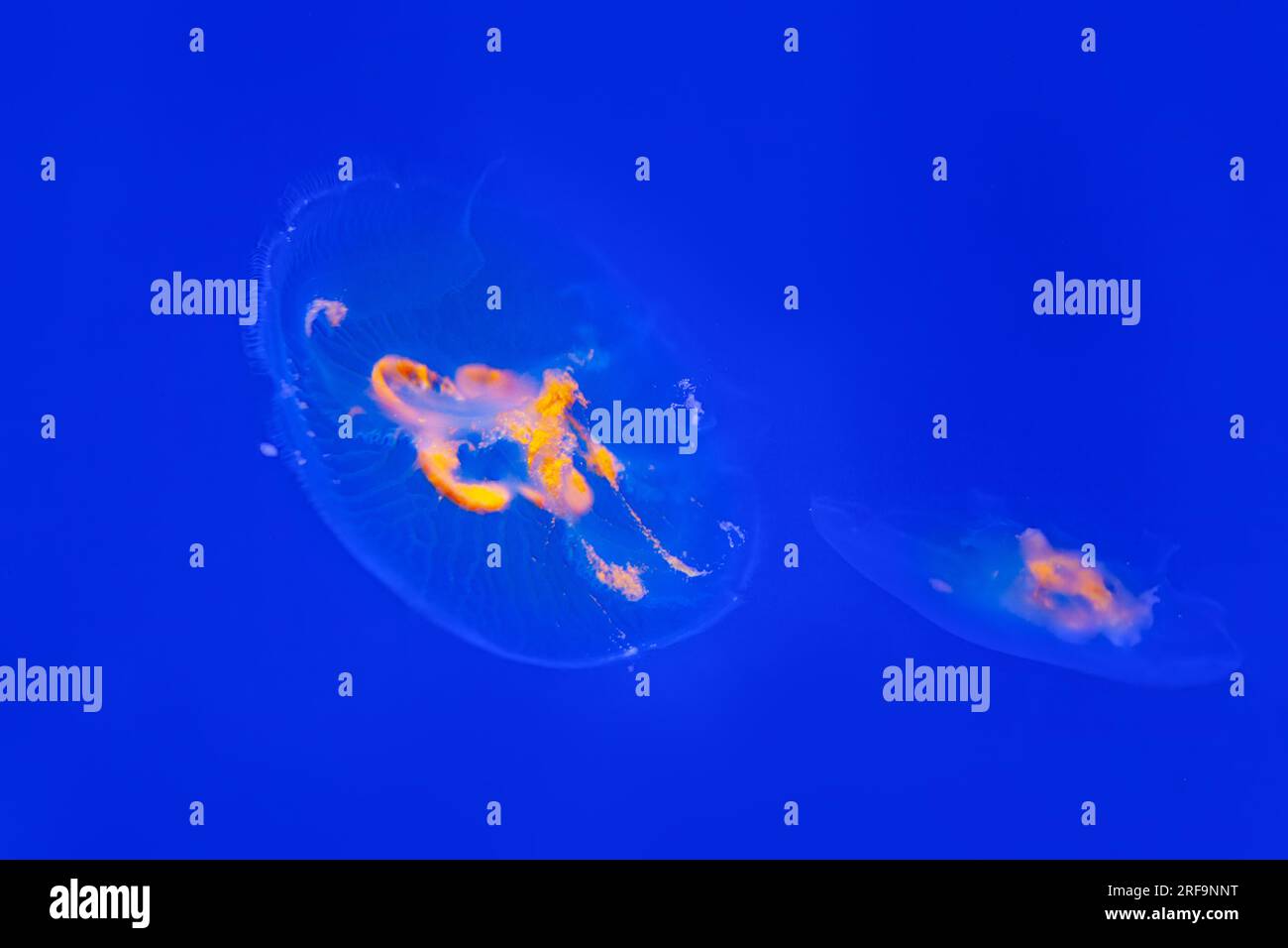 Jellyfish in the deep blue water . Calm underwater background Stock ...