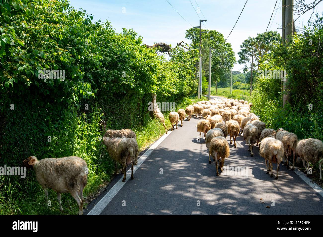 Sheep Flock on the Road Stock Photo - Alamy