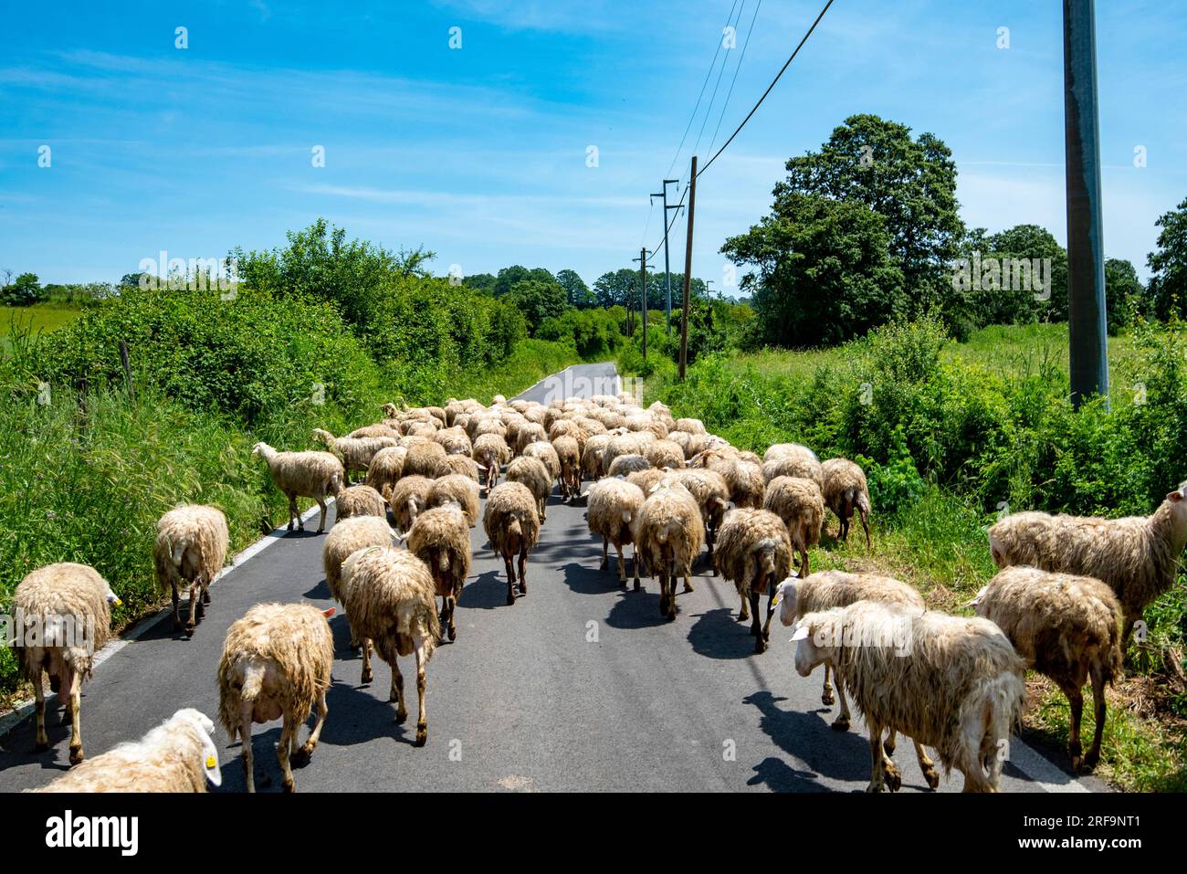 Herd sheep car hi-res stock photography and images - Alamy