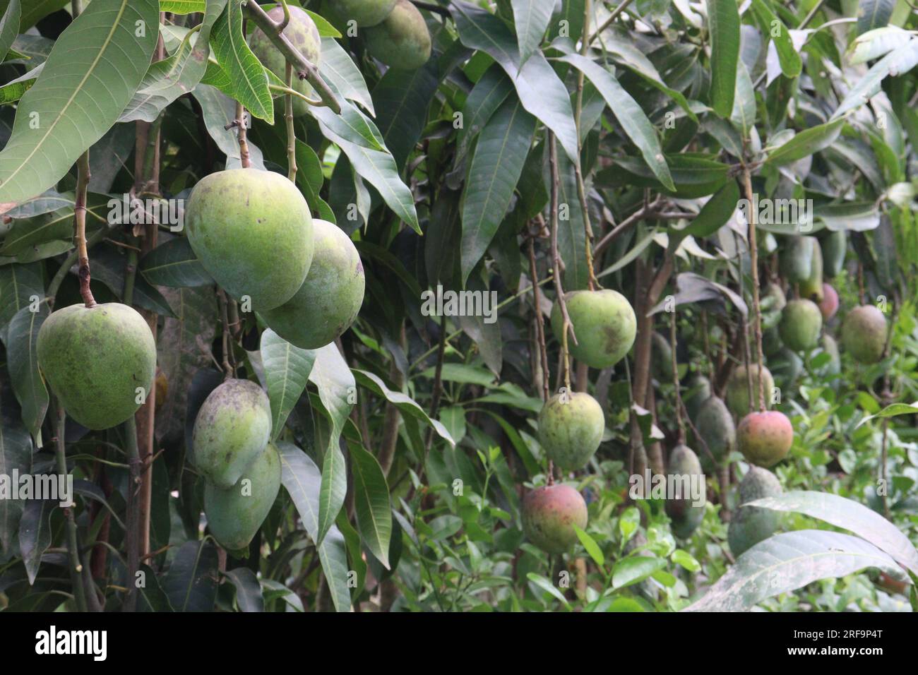 Totapuri raw mango hi-res stock photography and images - Alamy