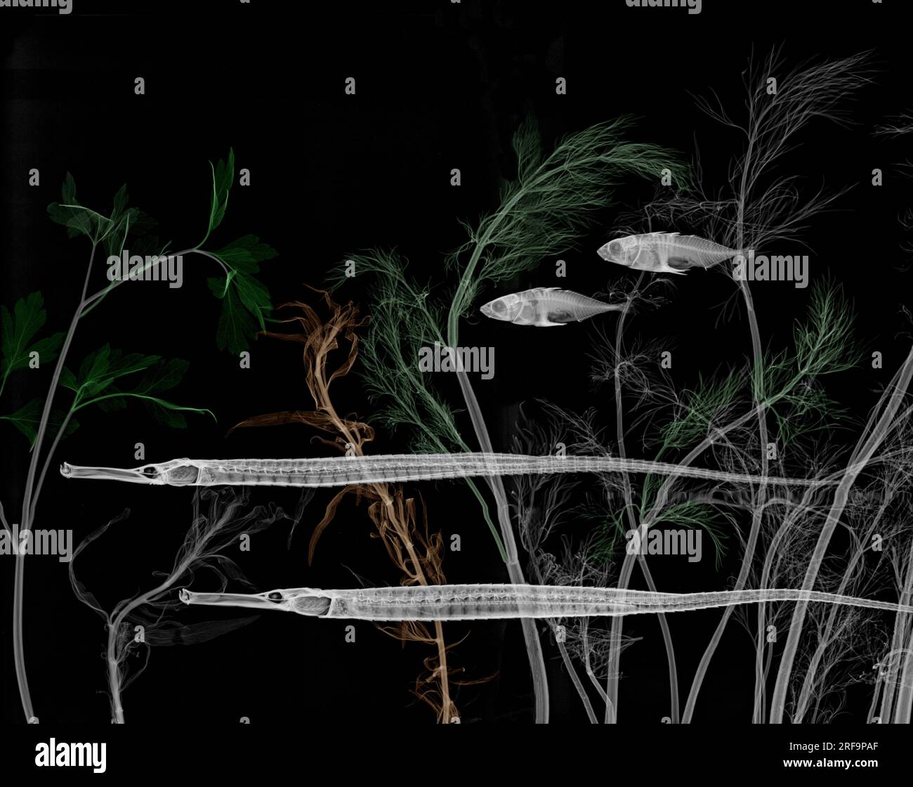 Needlefish swimming through plants, X-ray Stock Photo - Alamy