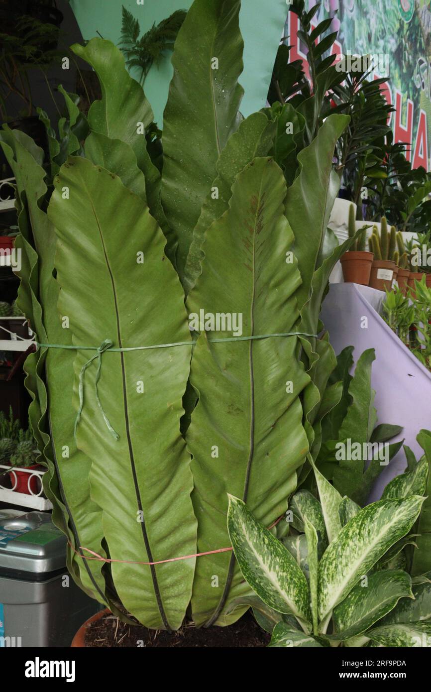 Asplenium nidus leaf plant also called Bird's-nest fern on pot in farm ...
