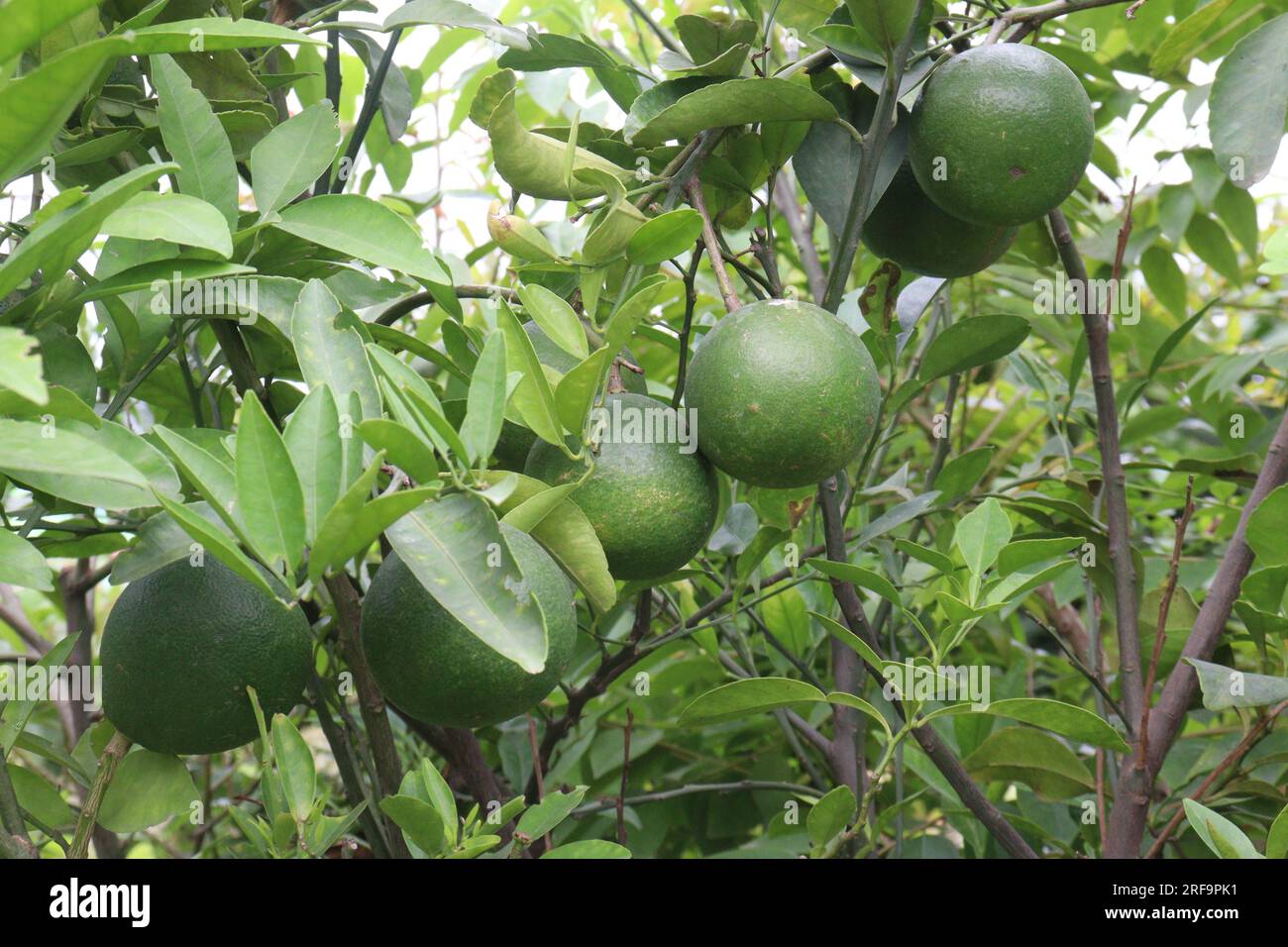 tasty and healthy citrus on tree in farm for harvest are cash crops ...