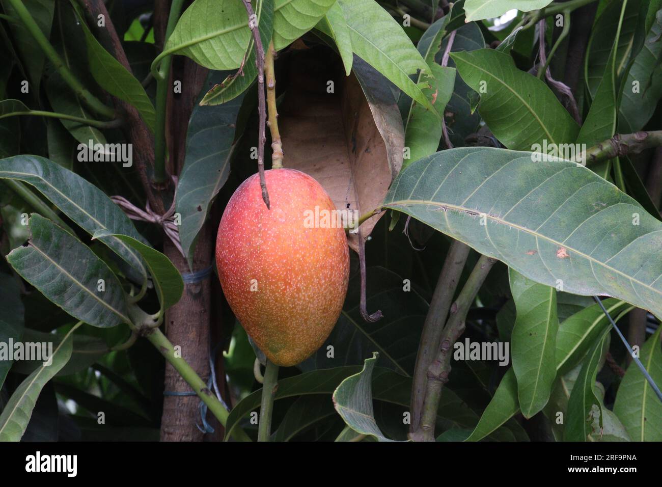 tasty and ripe mango on tree in farm for harvest are cash crops Stock ...