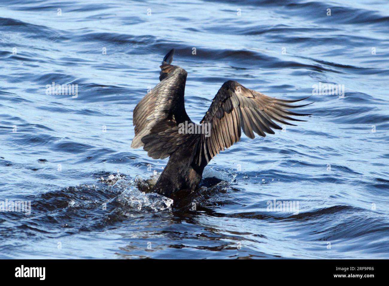 Saltwater wetland bird hi-res stock photography and images - Alamy