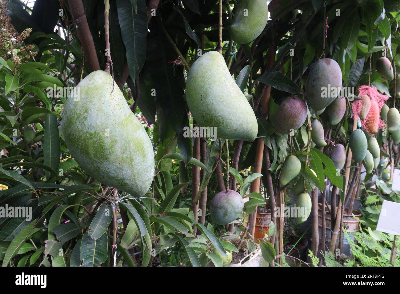 Red ivory mango hi-res stock photography and images - Alamy