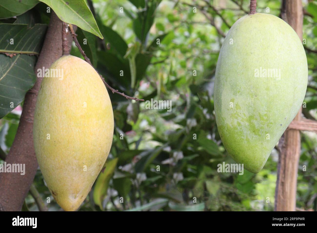 Red ivory mango hi-res stock photography and images - Alamy