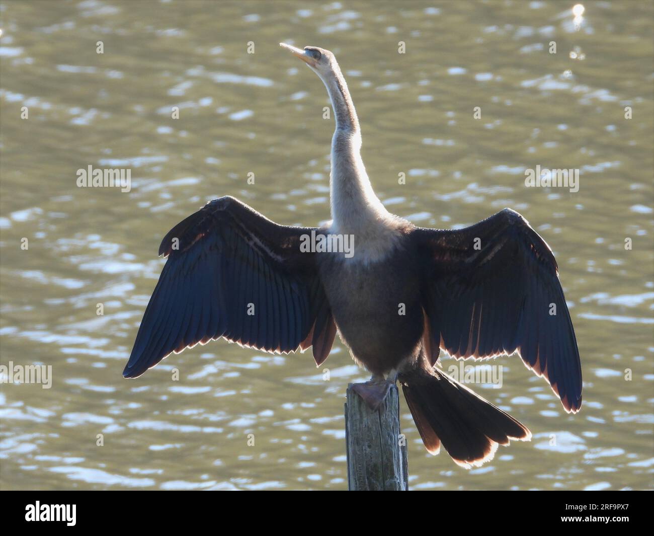 Birds of the coastal plains hi-res stock photography and images - Alamy