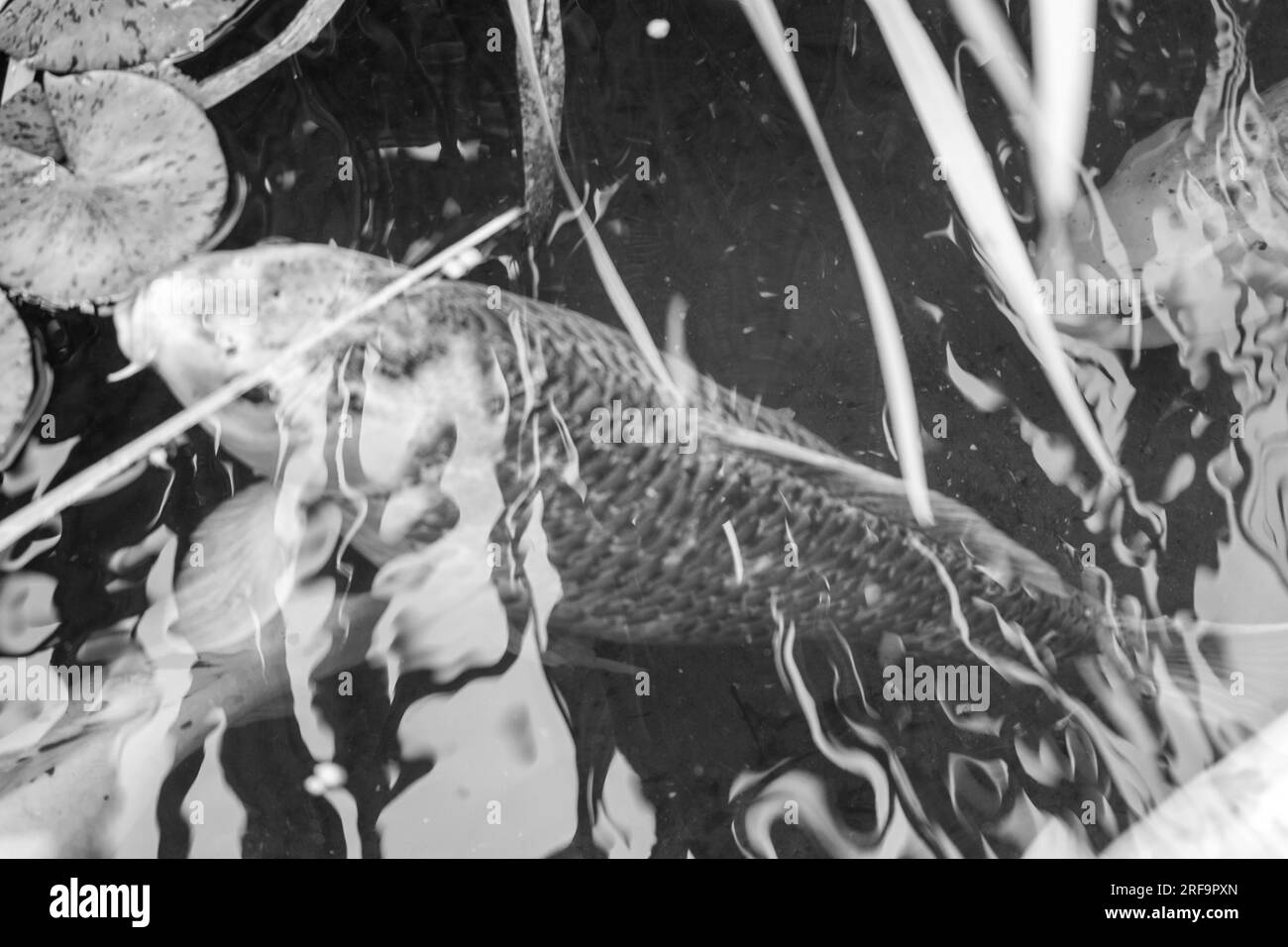 Fishes in pond fish Black and White Stock Photos & Images - Alamy