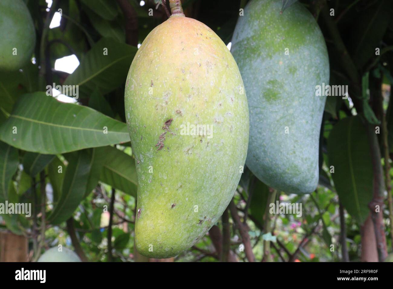 Totapuri raw mango hi-res stock photography and images - Alamy
