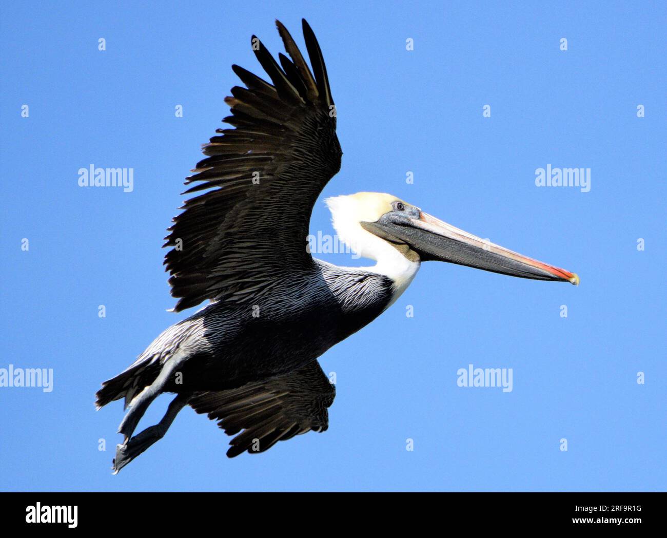 Pelican photos hi-res stock photography and images - Alamy