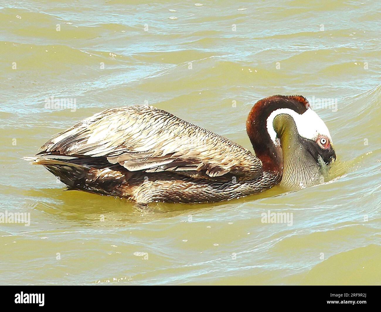 Pelican nature hi-res stock photography and images - Alamy
