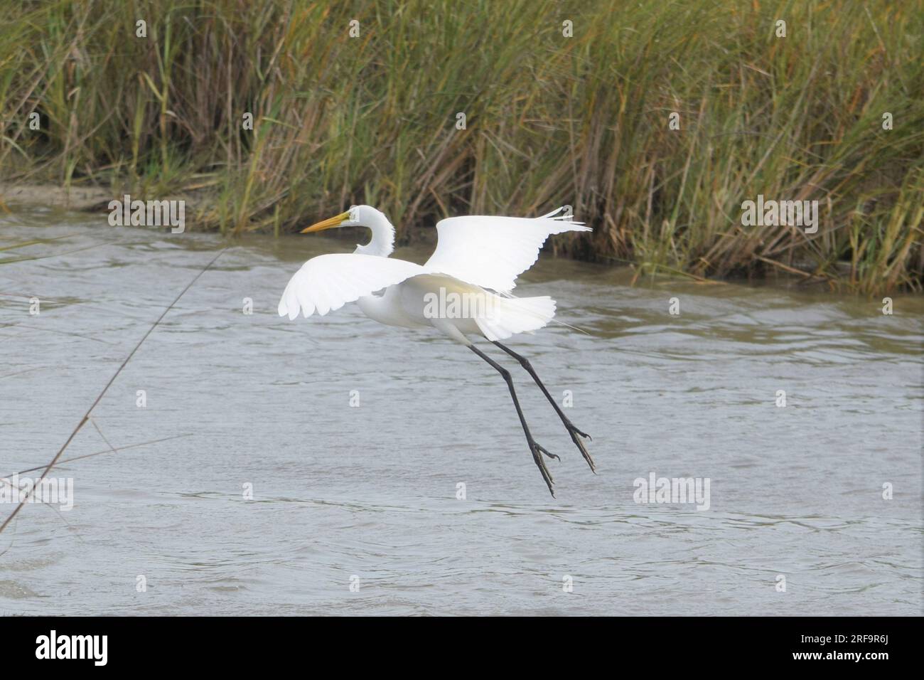 Great plains birds hi-res stock photography and images - Alamy