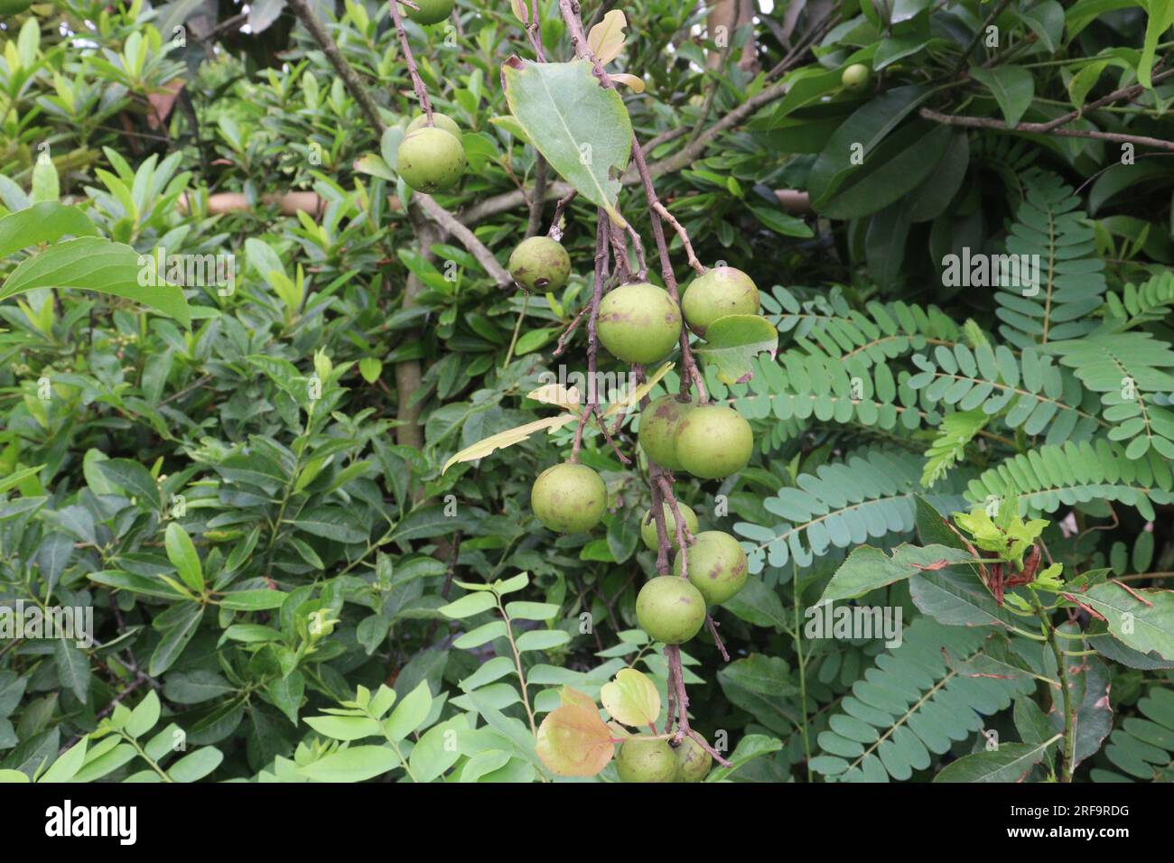 Buddha chitta beads tree hi-res stock photography and images - Alamy