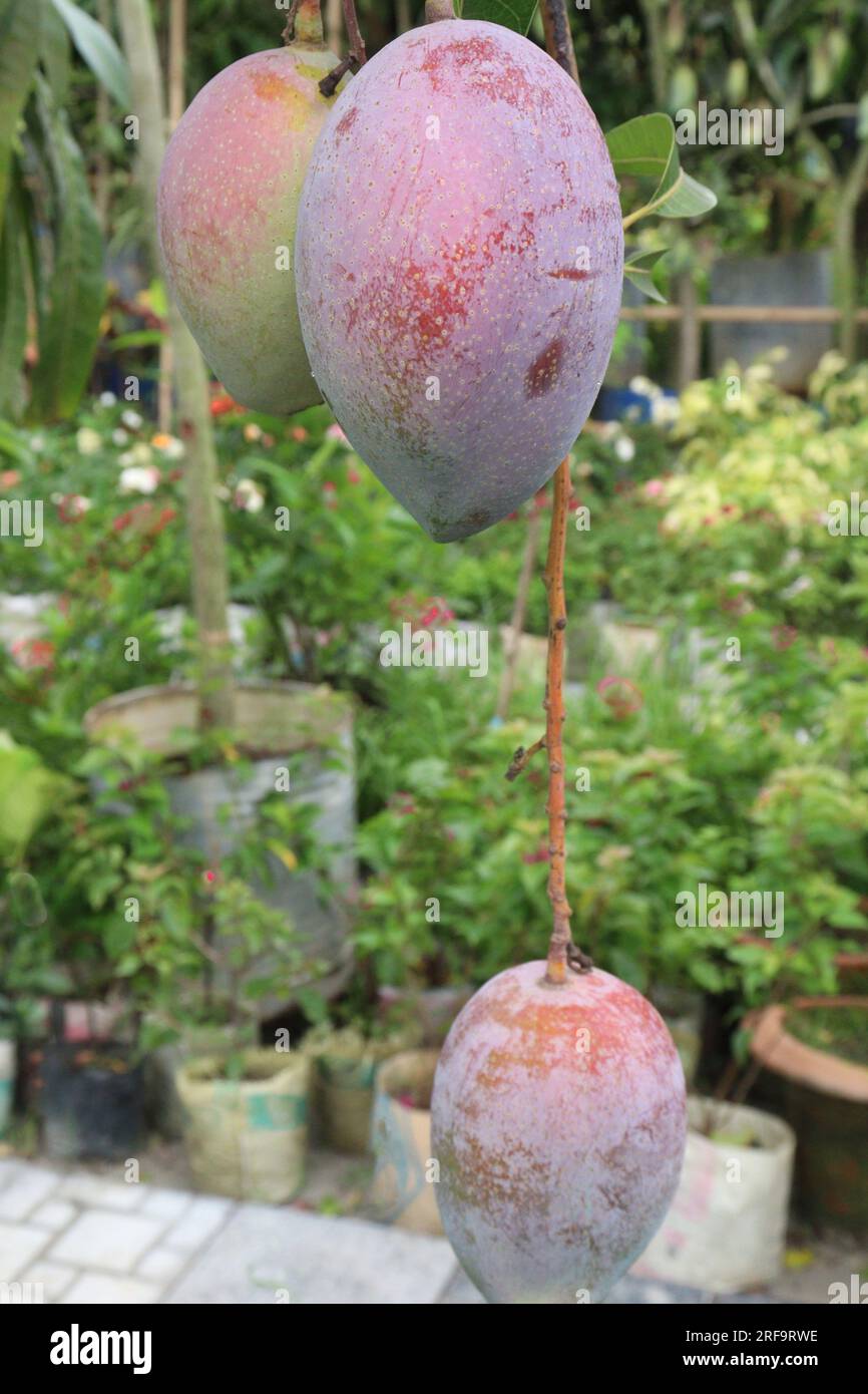 Red ivory mango hi-res stock photography and images - Alamy