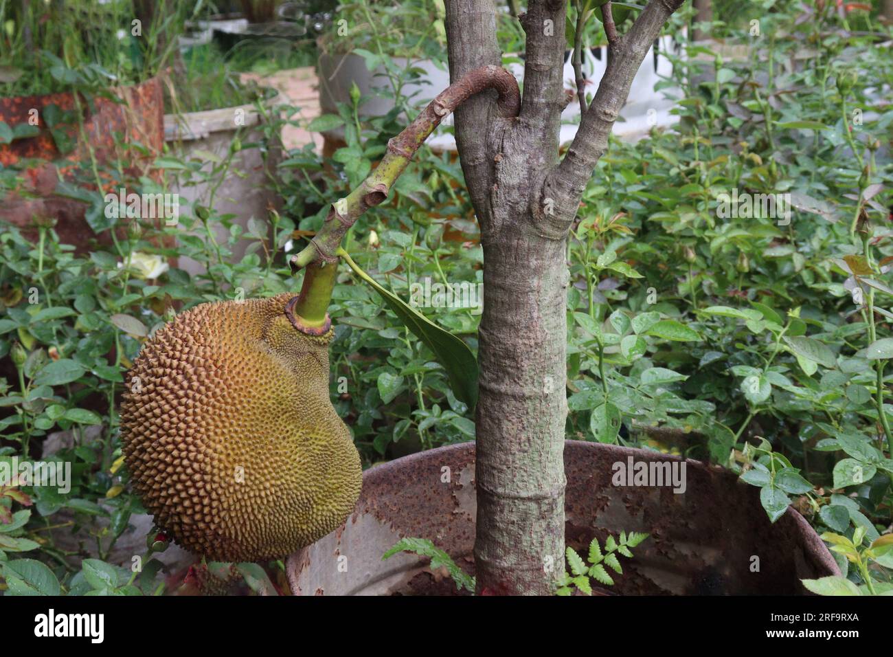 jackfruit on tree in farm for harvest are cash crops Stock Photo - Alamy