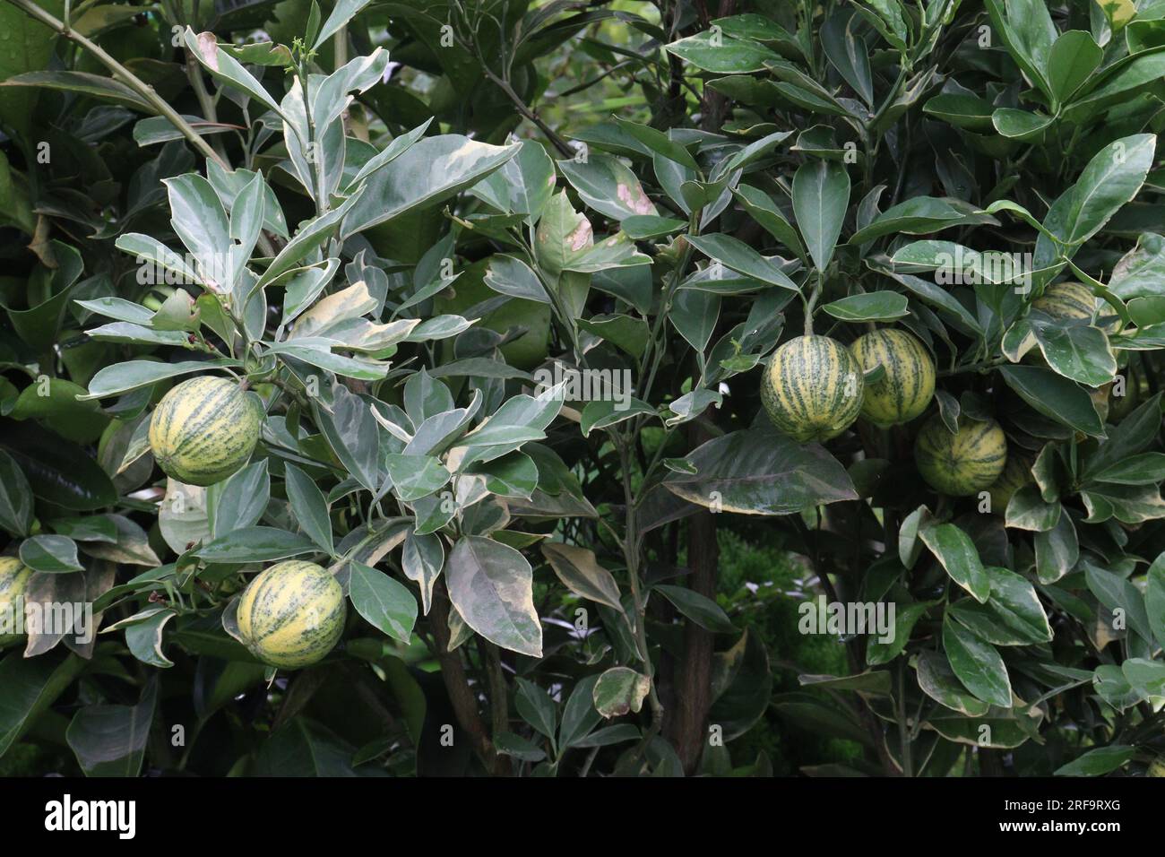 Variegated pink lemon fruit on tree in farm for harvest are cash crops ...