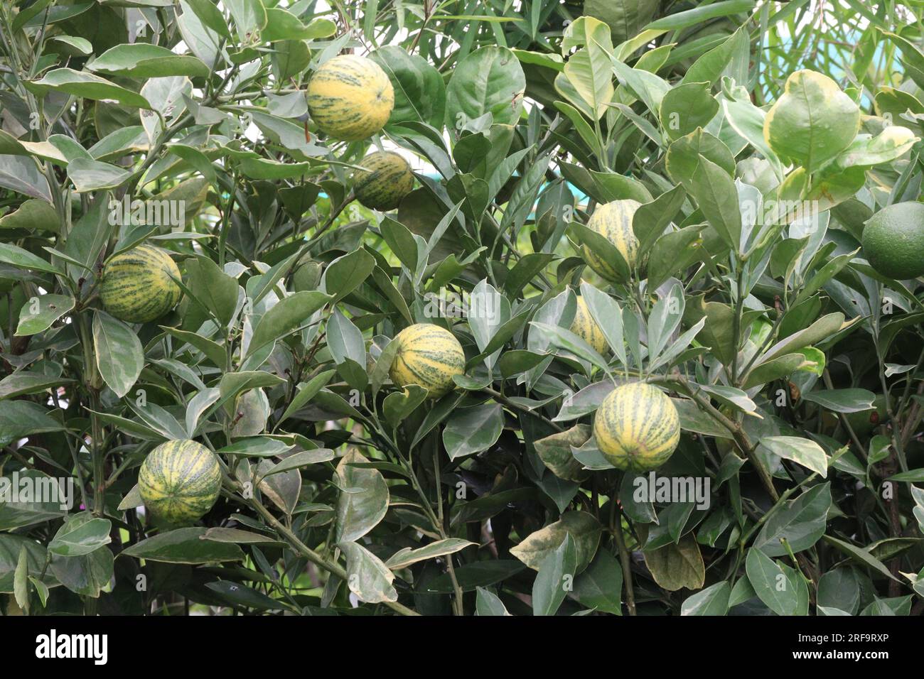 Variegated pink lemon fruit on tree in farm for harvest are cash crops ...