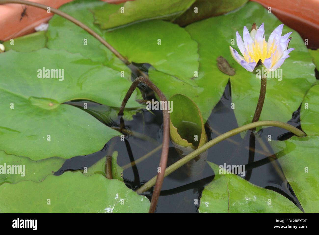 Lily Flowers plant on pot in farm for harvest Stock Photo - Alamy