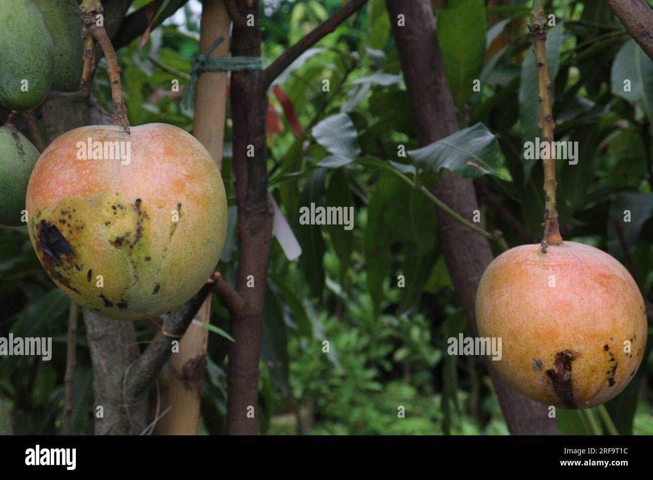 Red ivory mango hi-res stock photography and images - Alamy