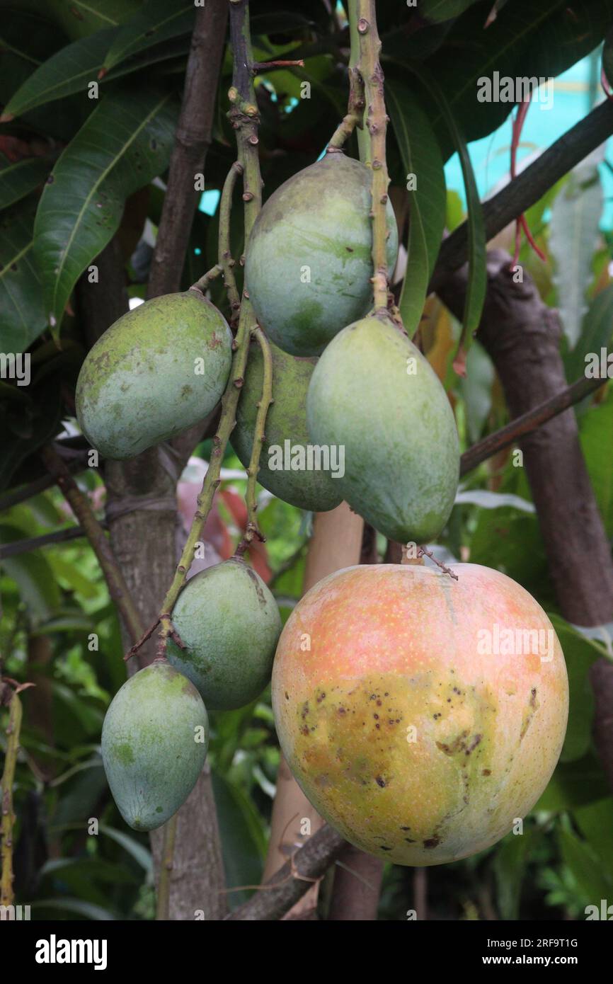 Red ivory mango hi-res stock photography and images - Alamy