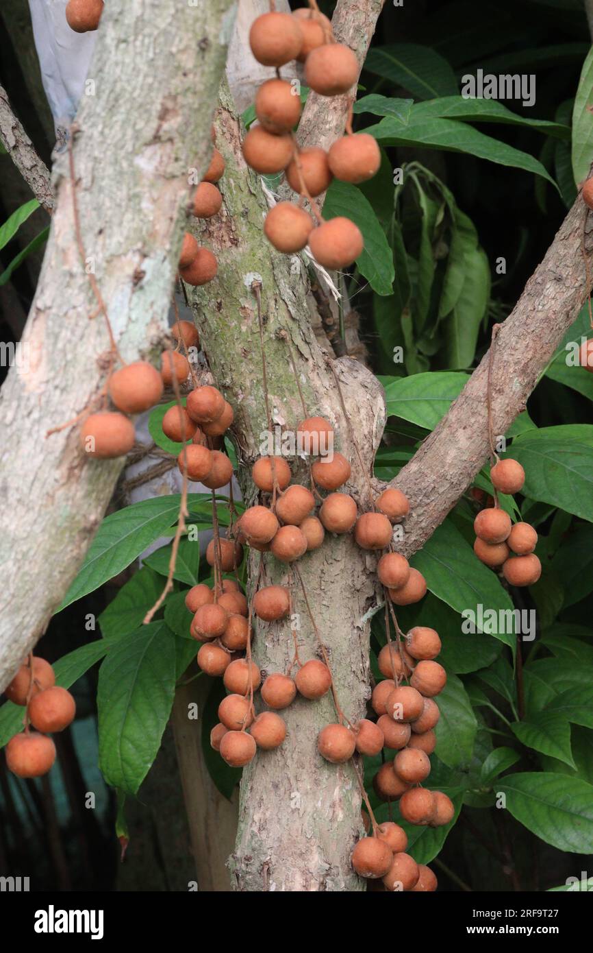 Bangla fruit hi-res stock photography and images - Alamy