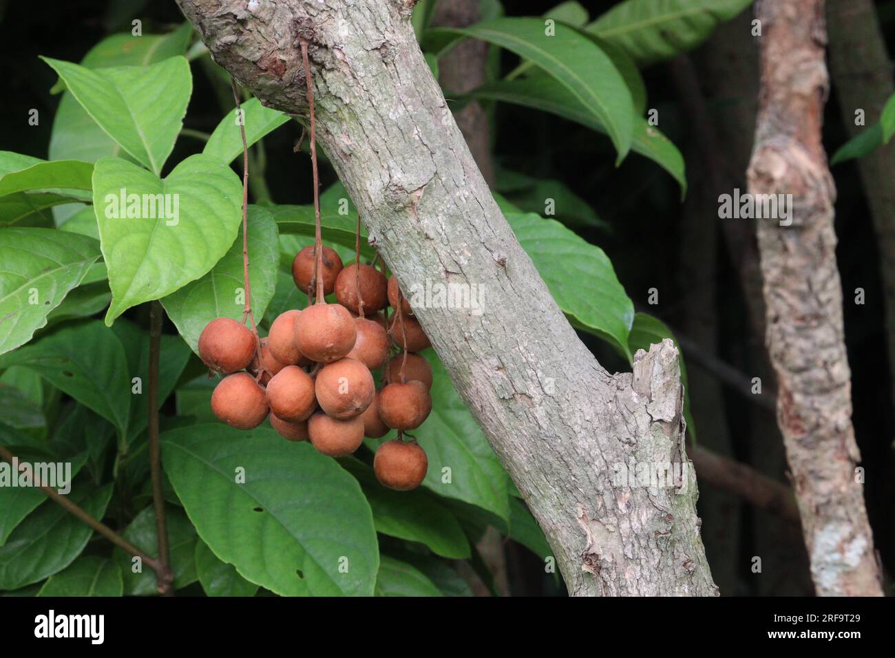 Bangla fruit hi-res stock photography and images - Alamy