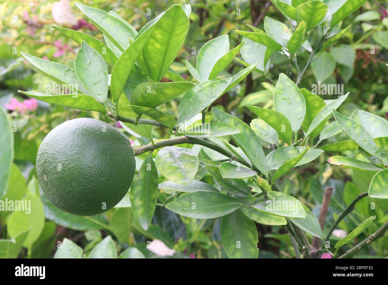 tasty and healthy citrus on tree in farm for harvest are cash crops ...