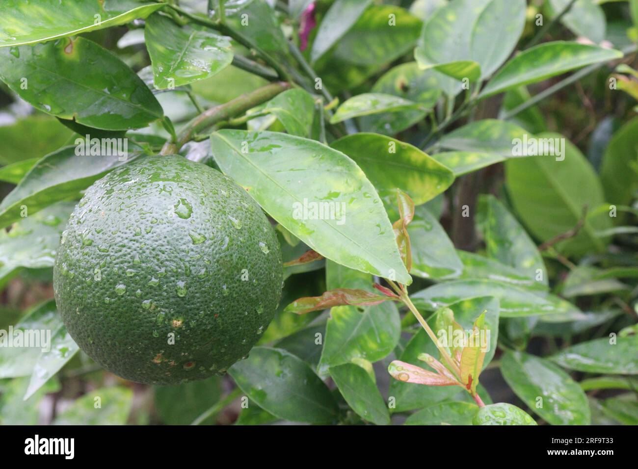tasty and healthy citrus on tree in farm for harvest are cash crops ...